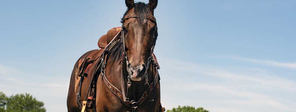 Horse, Pet, Farm & Goat Supplies - Valley Vet Supply