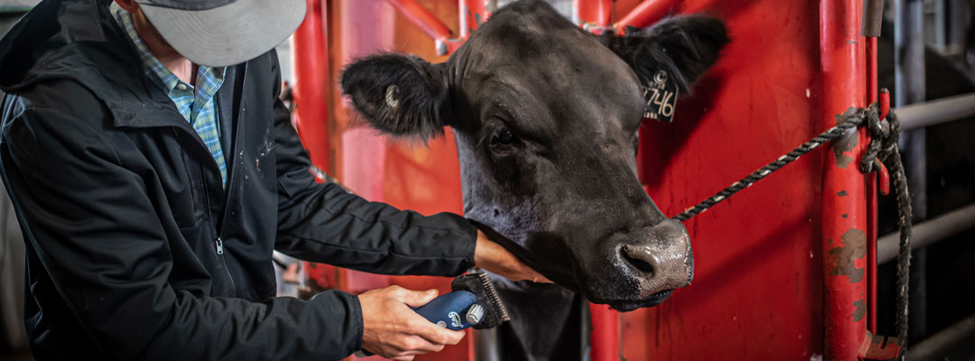 A Guide for Livestock and Equine Grooming