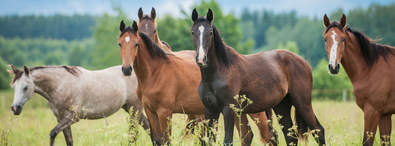 Microchips for Horses
