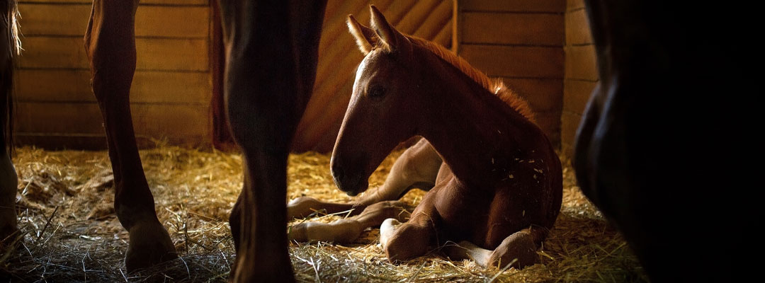 Preparing for Foaling Season