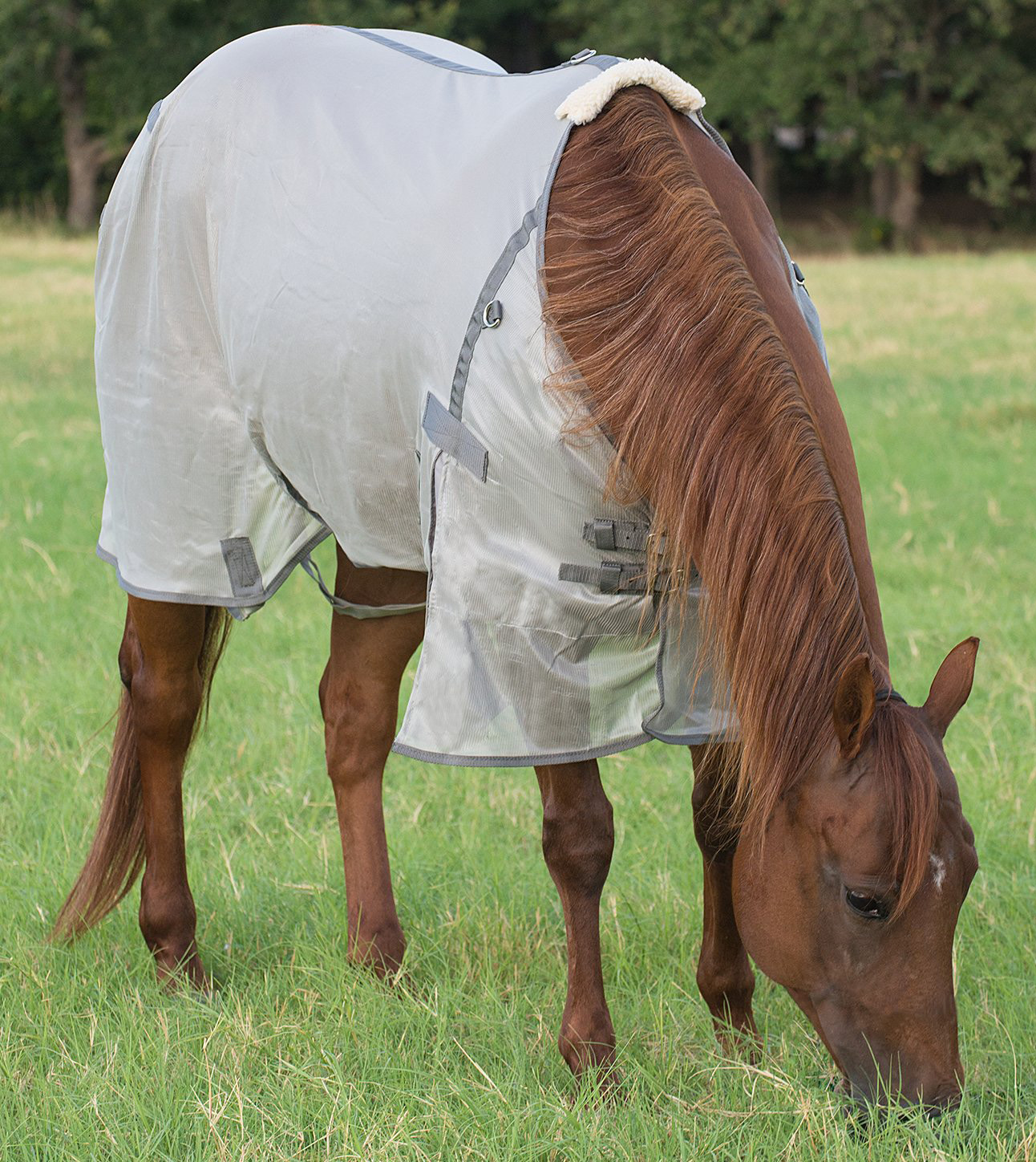 Econo Horse Fly Sheet with Standard Neck Cashel - Valley Vet Supply ...