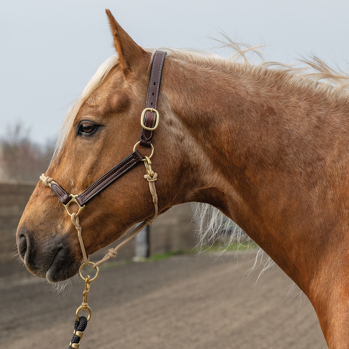 Valley Vet - Kalley Krickeberg Leather Horseman's Halter Weaver Leather ...