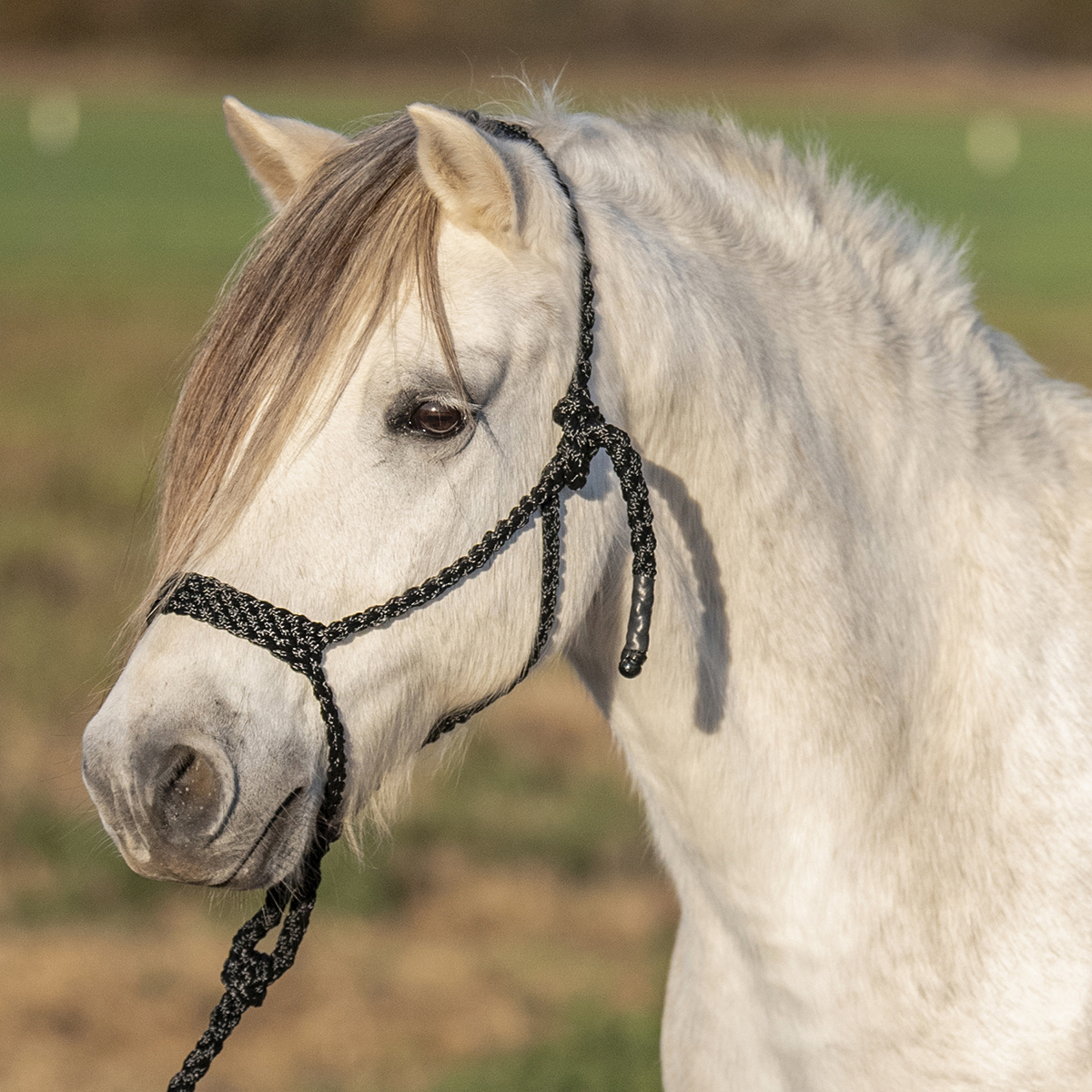 Valley Vet - Flat Braid Pony Halter Cashel - Halters | Halters Leads ...