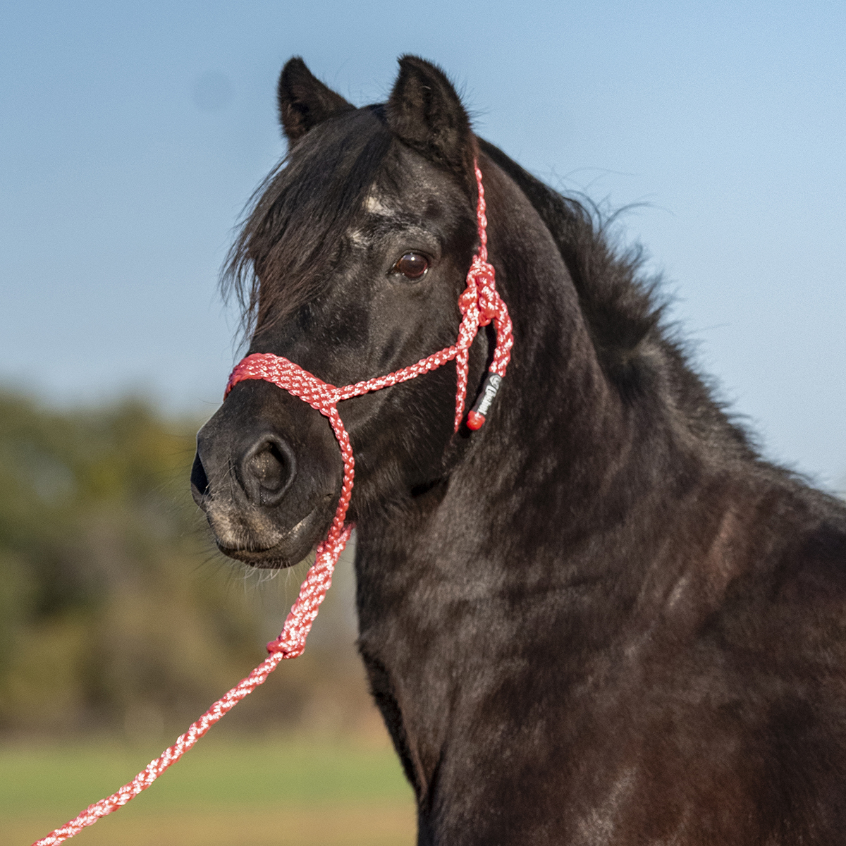 Valley Vet - Flat Braid Pony Halter Cashel - Halters | Halters Leads ...